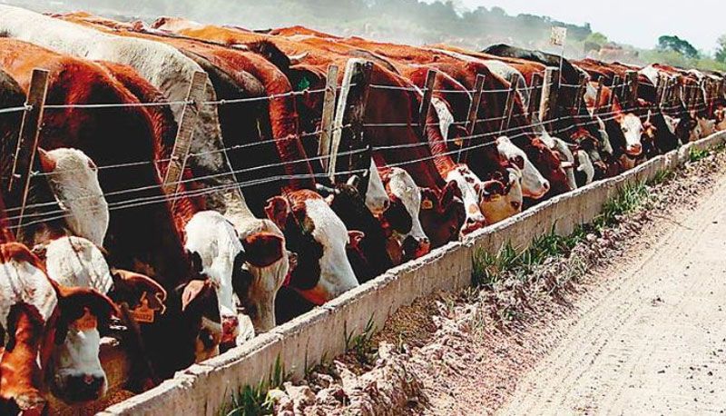 Estiman que entre el 70% y el 75% del rodeo vacuno está afectado por la ...