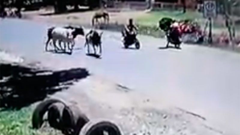 Furor en las redes por la vaca karateca paraguaya - Diario Panorama