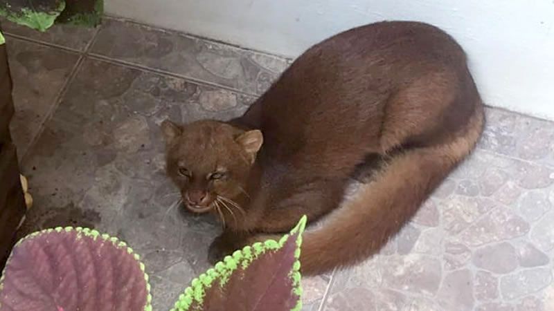 Un puma en peligro de extinción apareció en el patio de una casa en ...