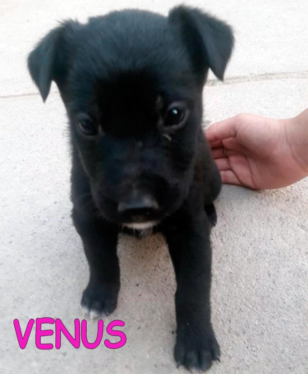 Hermosos cachorros negros esperan por un nuevo hogar - Diario Panorama