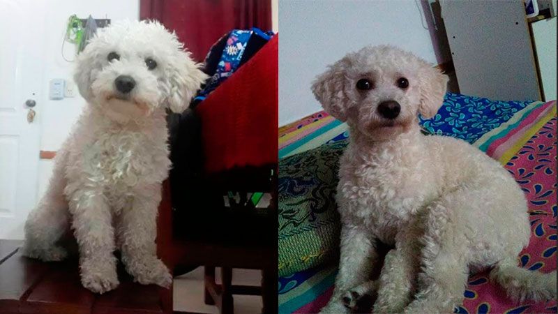 Los dueños de Maylo quieren recuperarlo - Diario Panorama
