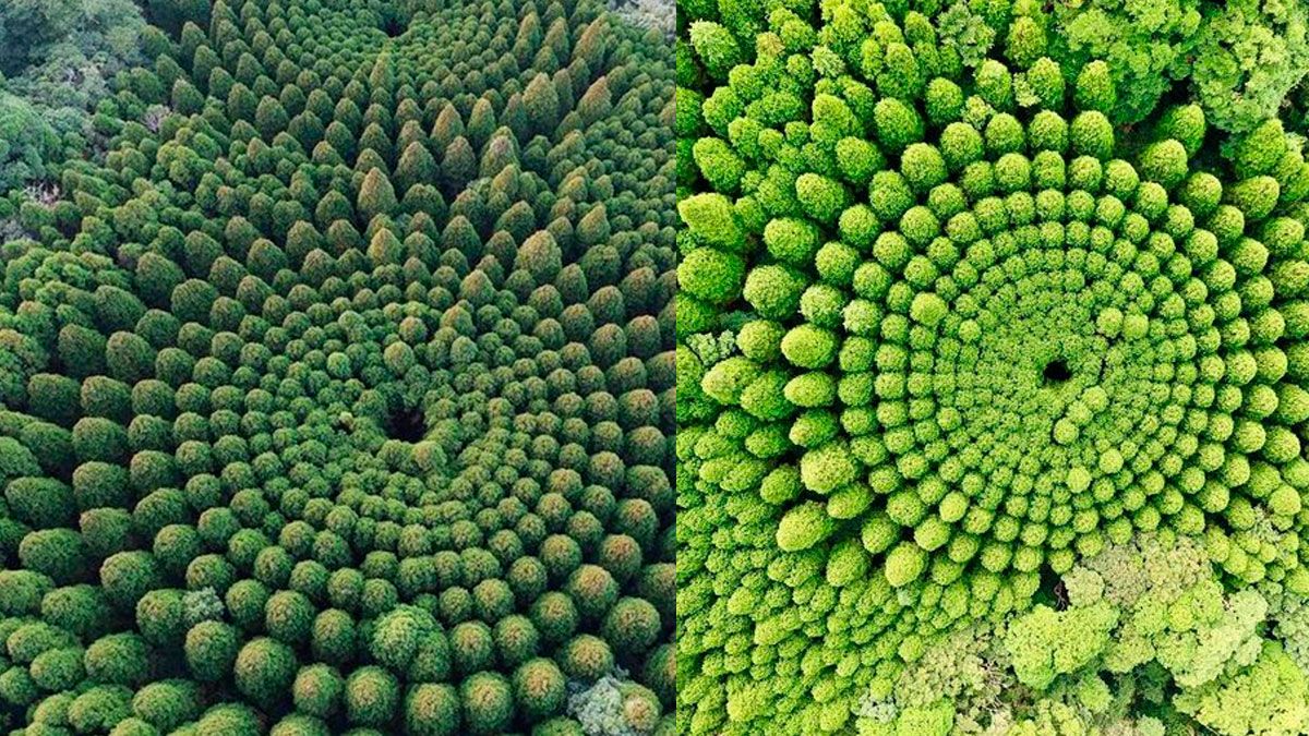 El experimento japonés que dio luz a bosques circulares - Diario Panorama