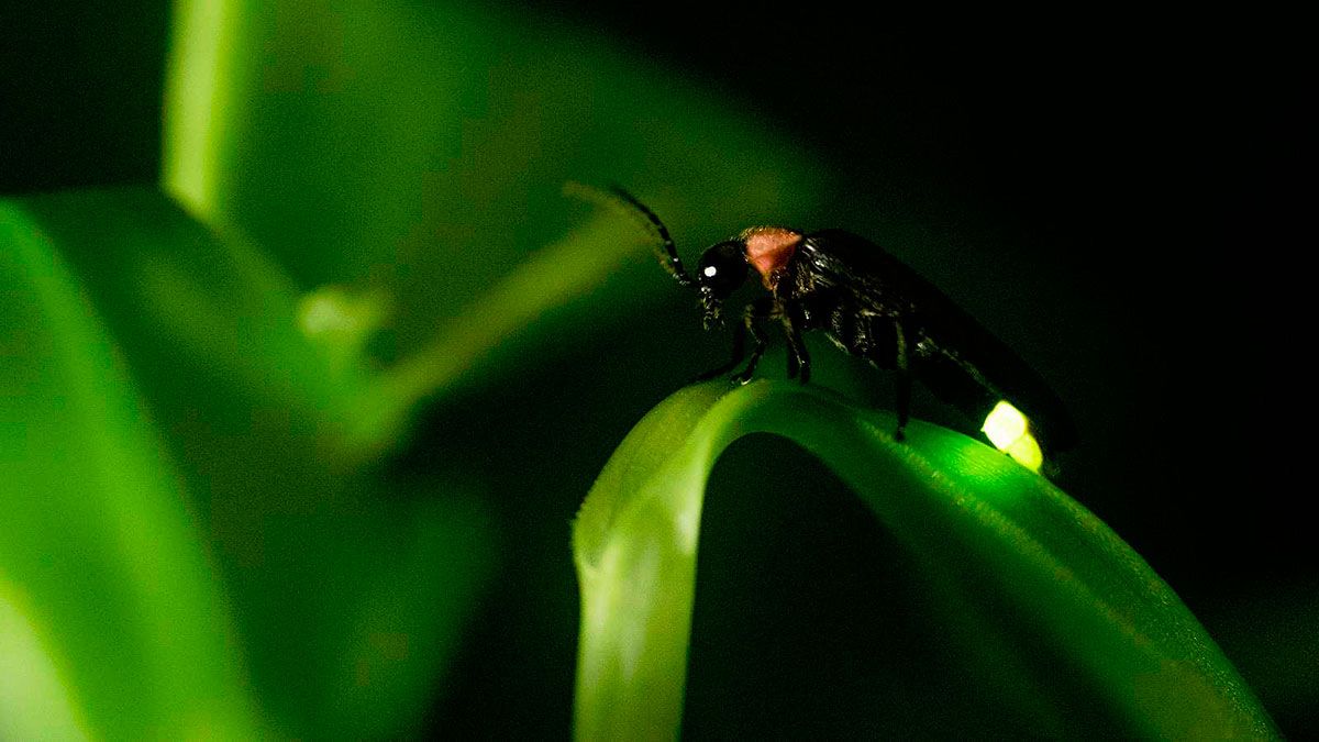 Qué significado espiritual tienen los bichitos de luz - Diario Panorama