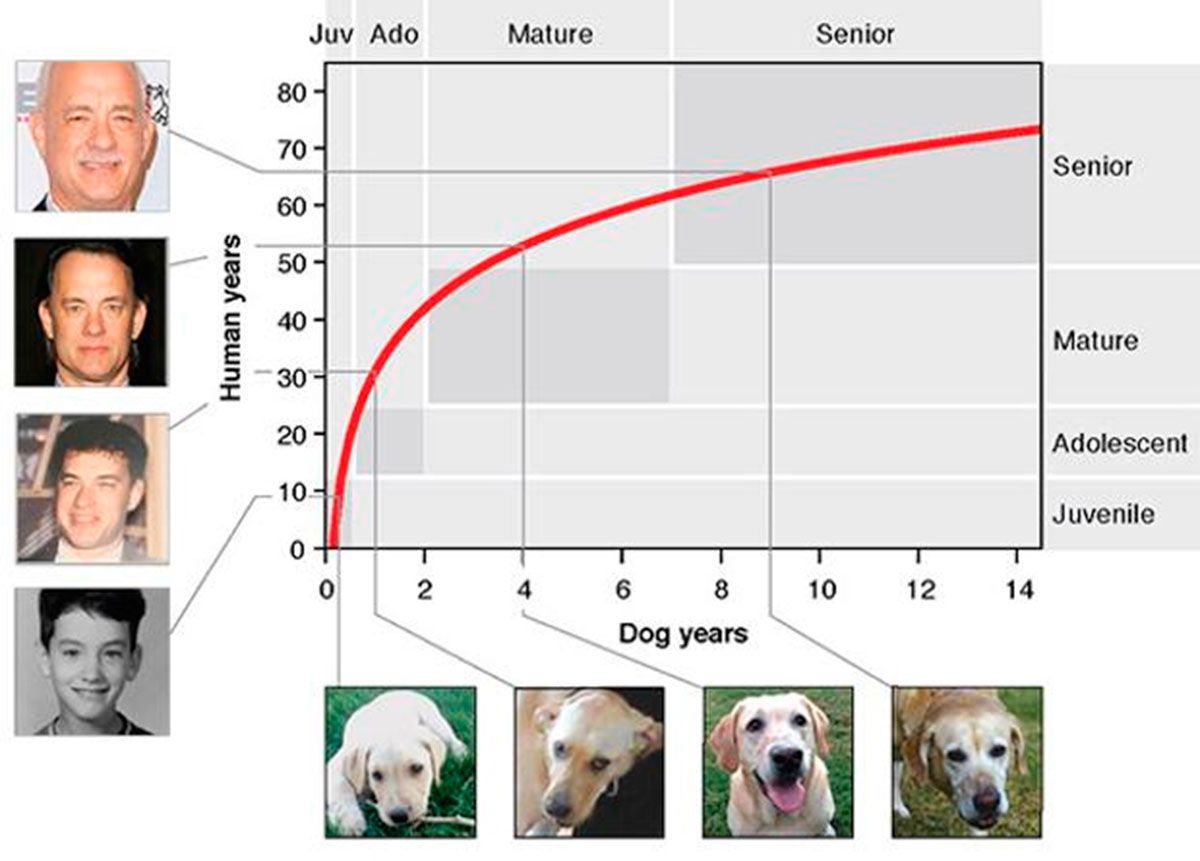 La nueva forma de conocer la edad de tu perro - Diario Panorama