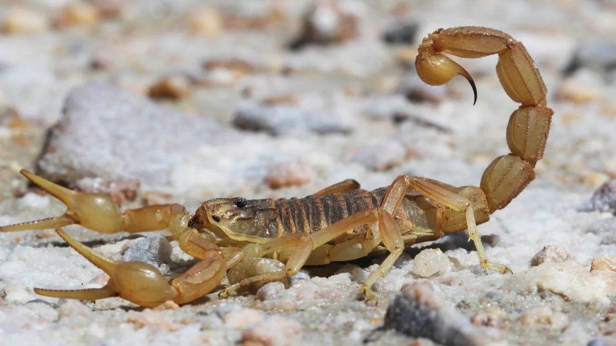 Brindaron recomendaciones para prevenir picaduras de alacranes en ...