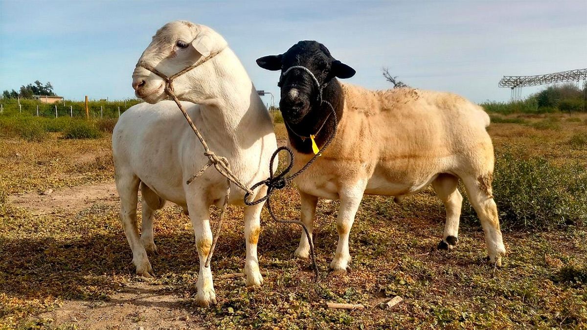 Invitan a participar del 1er Encuentro de Rumiantes Menores de la ...