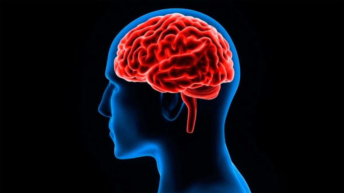 Día mundial del cerebro: como cuidarlo a través de las etapas de la ...