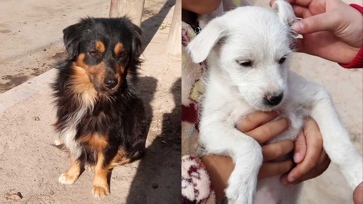 Buscan a las familias de dos perritos perdidos - Diario Panorama