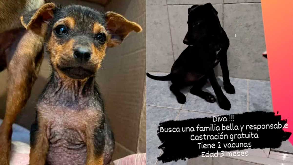 Si pensás adoptar un perrito, éstos cuatro cachorros te están esperando ...