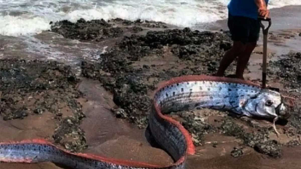 Furor en redes por la aparición de un pez que anunciaría el fin del ...