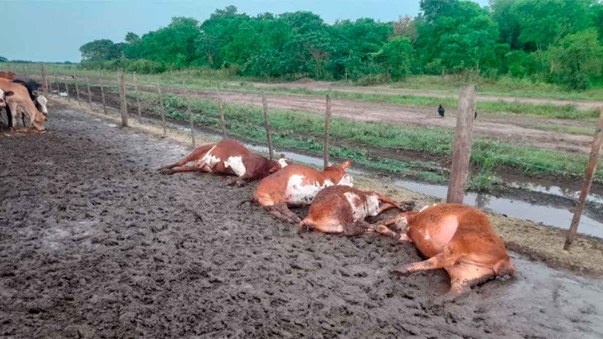 Estaban muy tranquilos: cayó un rayo y fulminó a 65 terneros que ...