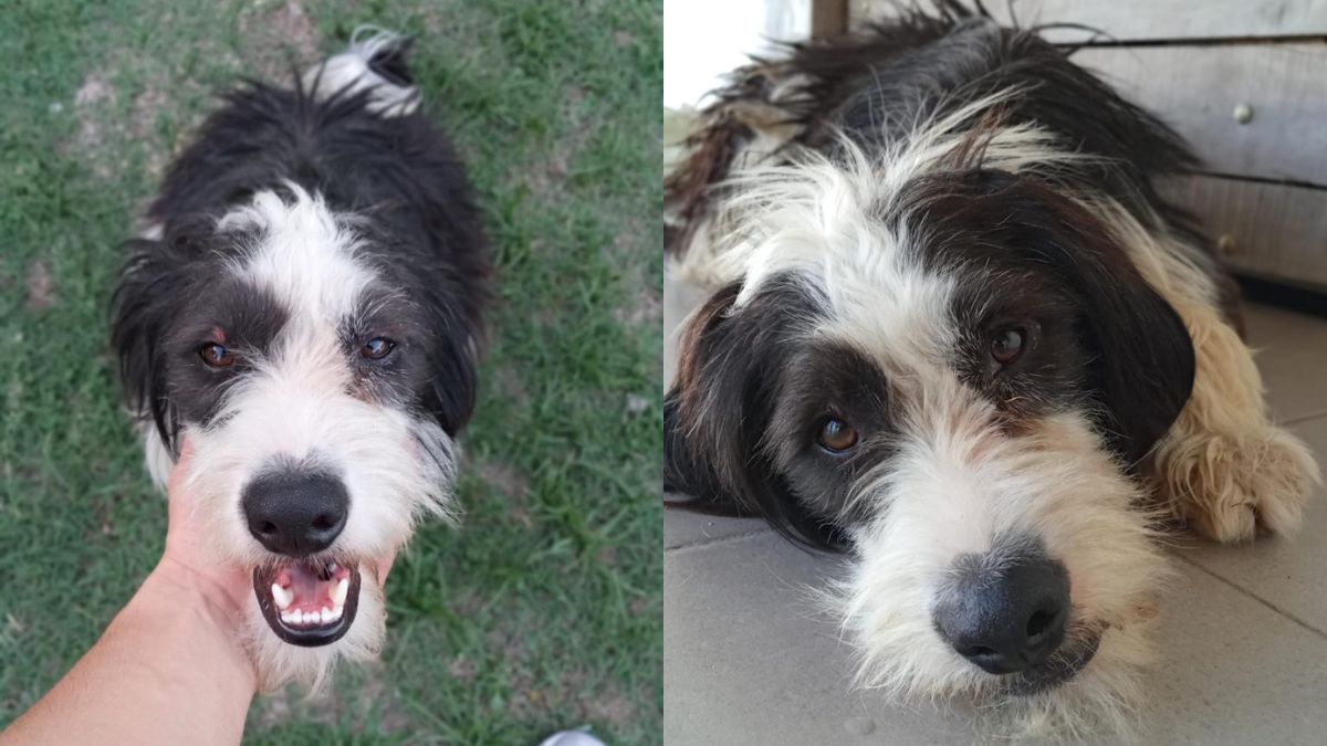 Kyra se encuentra en busca de una familia que le brinde cariño - Diario ...