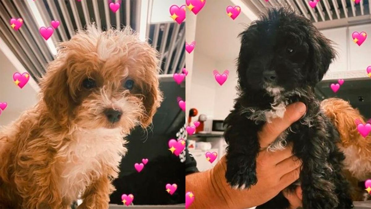 Uno de los perritos de Gran Hermano cayó a la pileta: ¿habrá sanción ...