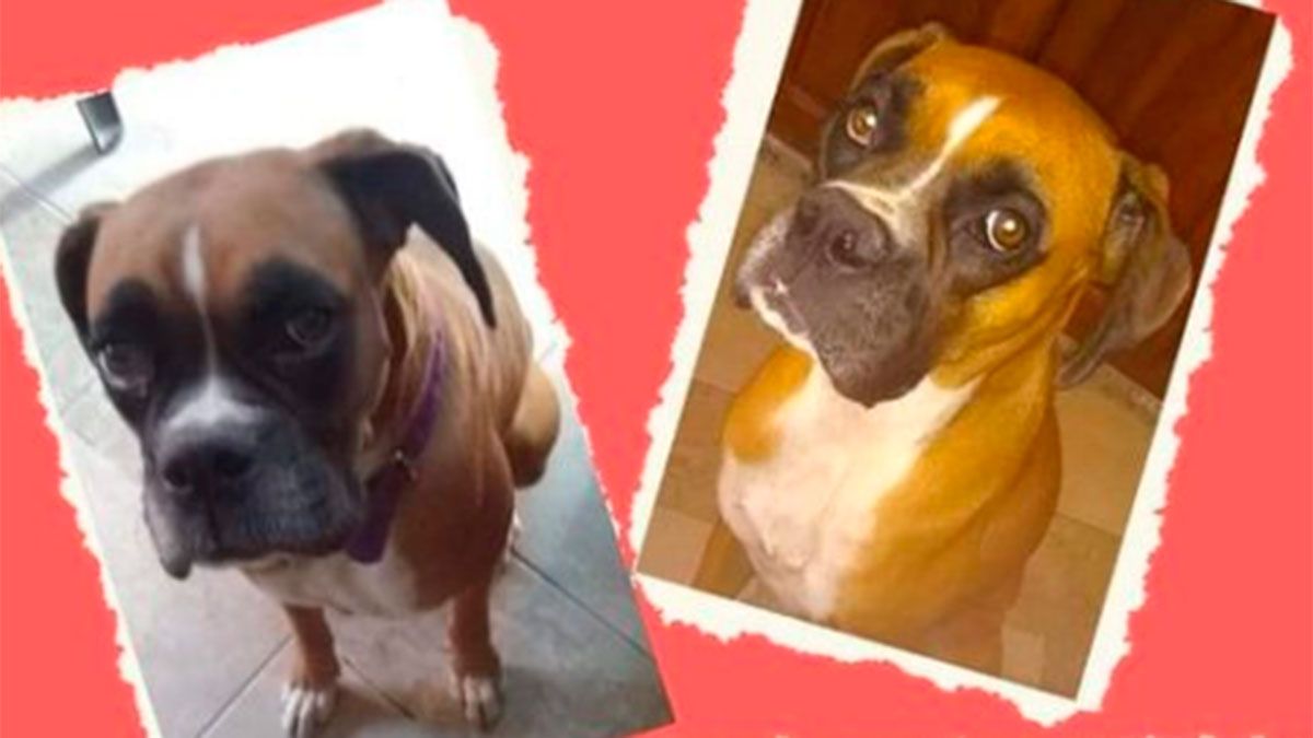 Sinka se perdió en La Banda y su familia la busca - Diario Panorama