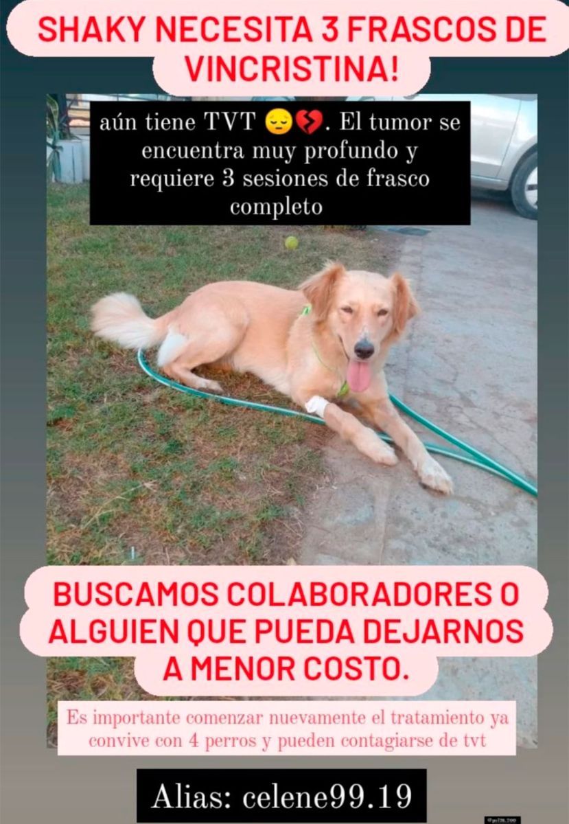 Urgente: Shaky, la perrita que lucha contra el TVT, necesita ayuda de ...