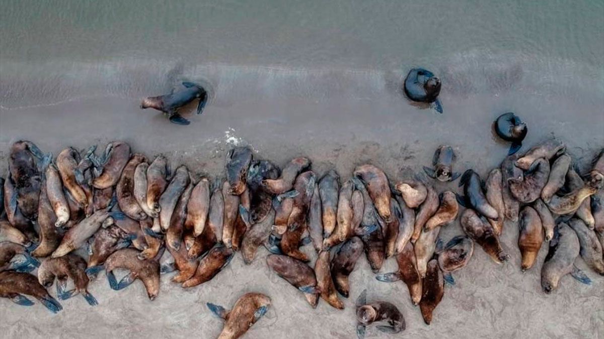 Encontraron 40 lobos marinos muertos e investigan un posible contagio ...