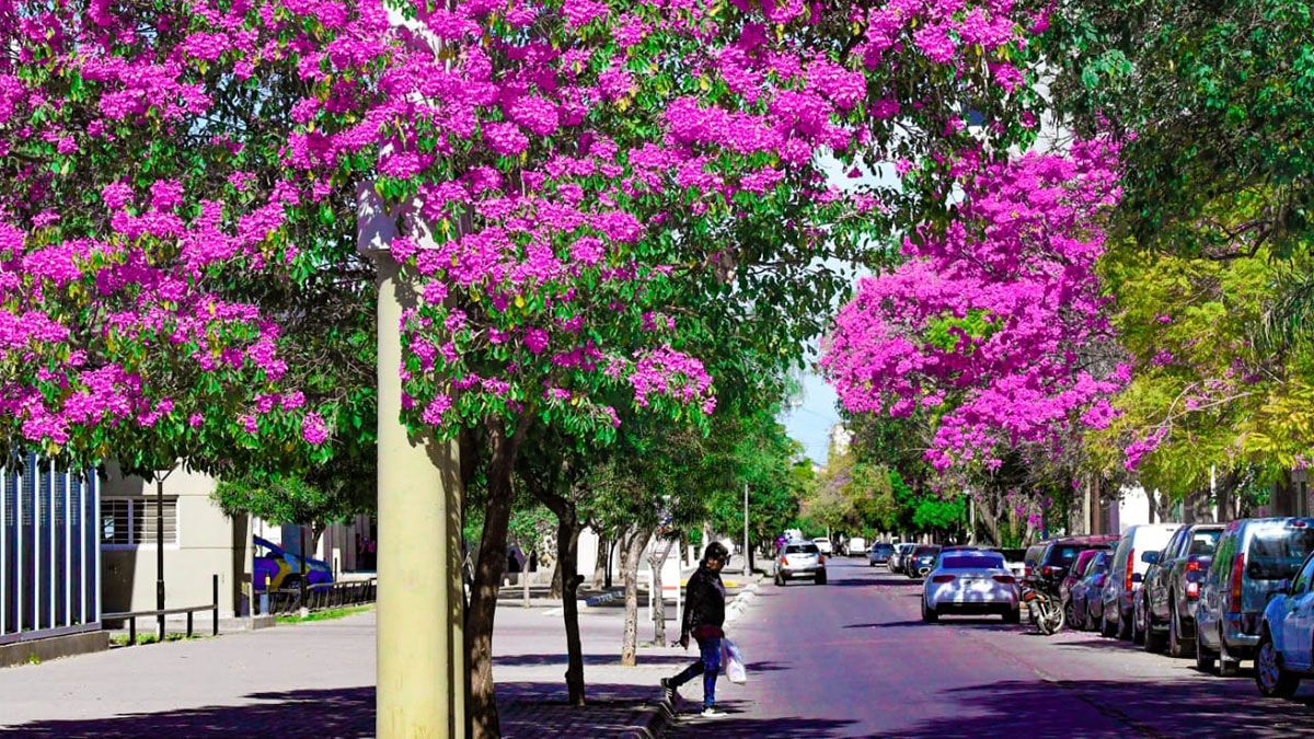 Los lapachos ya comenzaron a ponerle color a las calles de la ciudad ...
