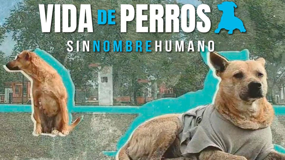 Invitan a la proyección de Vida de Perros, Sinnombrehumano - Diario ...