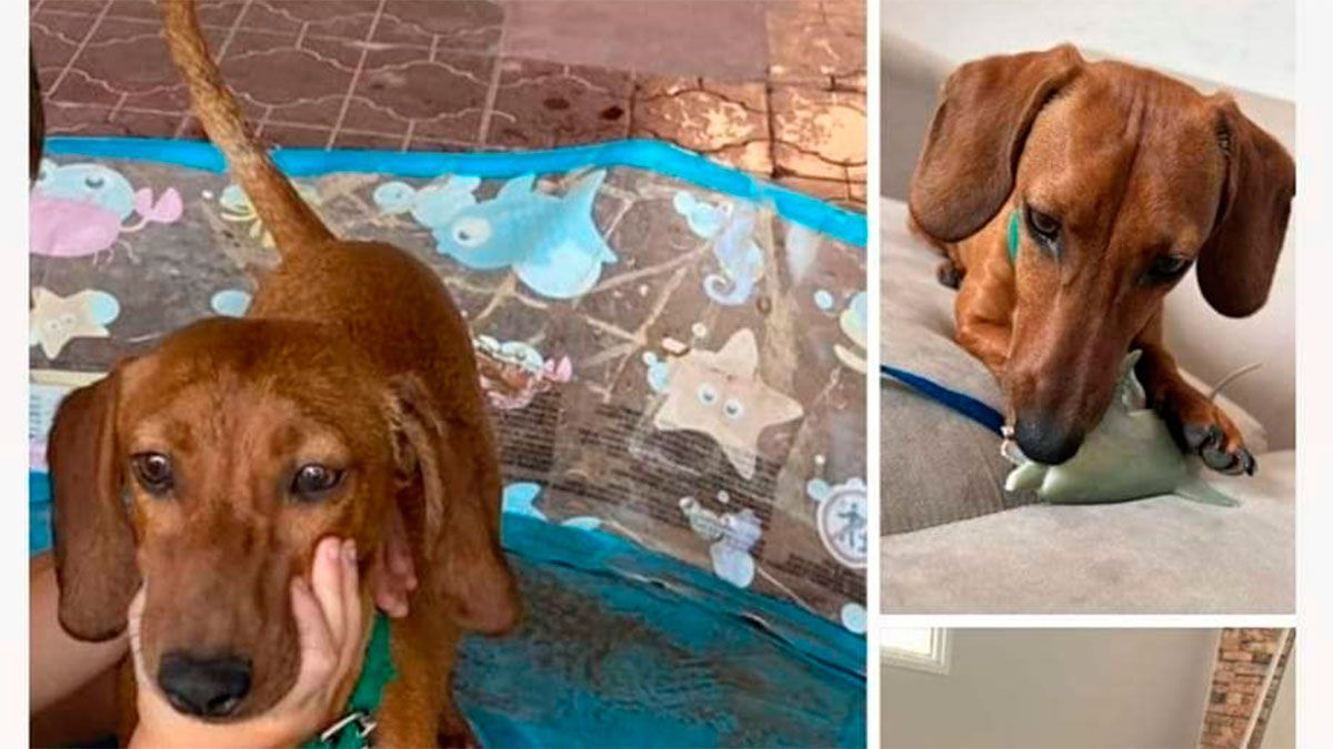 Buscan un perro salchicha que responde al nombre de Fito en el Bº Lomas ...