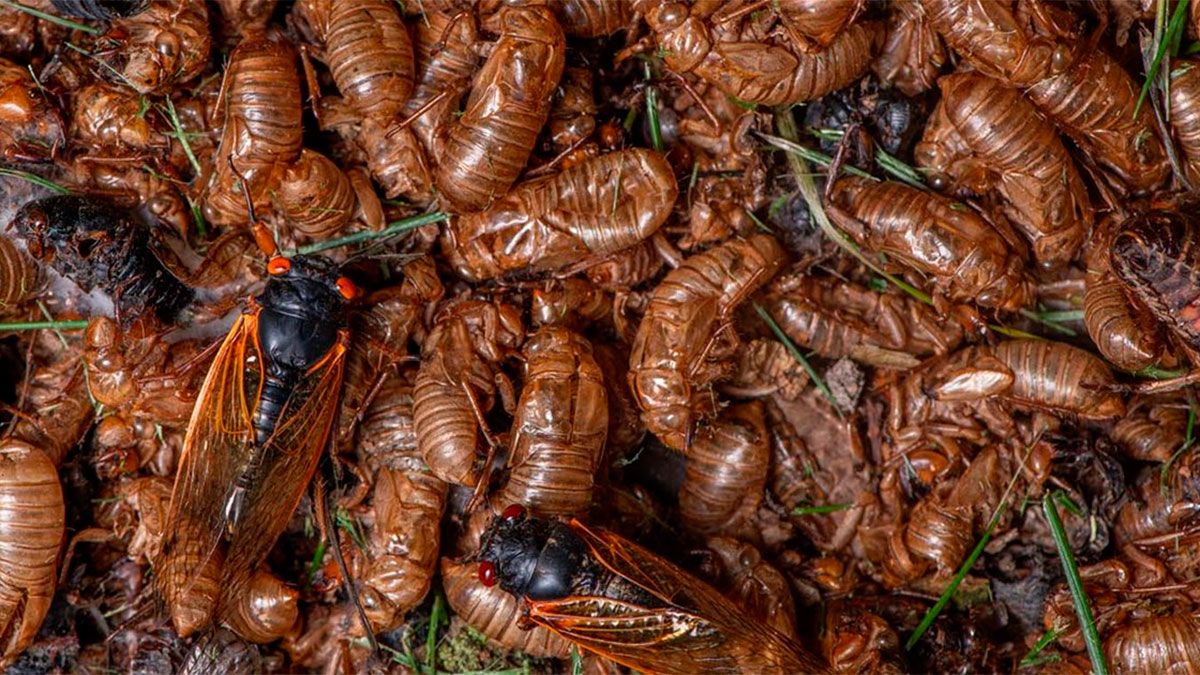 Una plaga de cigarras asolará Estados Unidos como nunca se vio en los ...