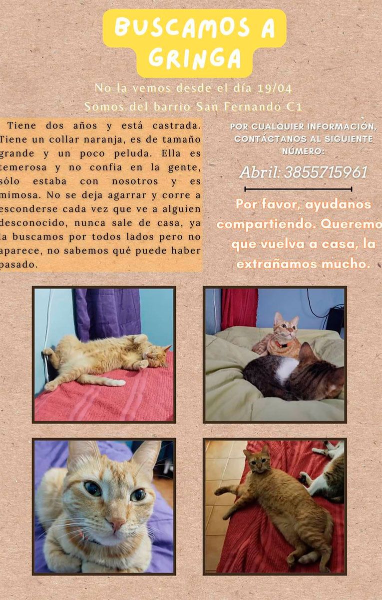 Gringa se perdió en el Bº La Banda y su familia la busca ...