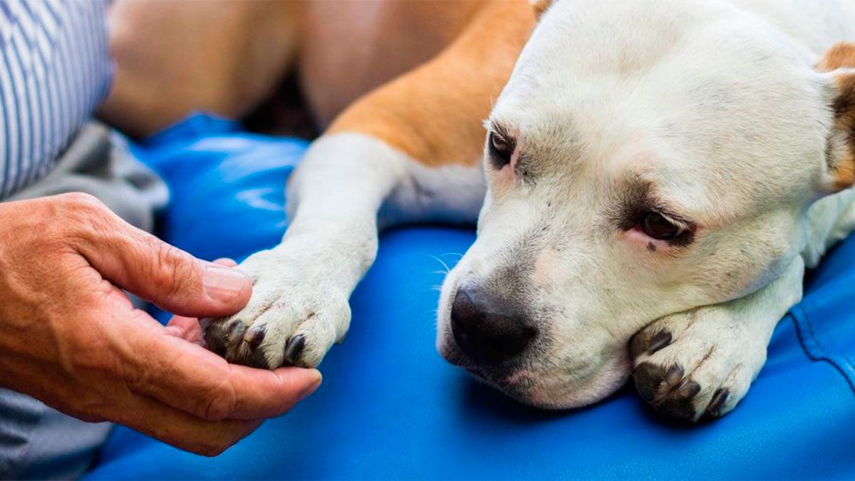 Cuáles son las diez enfermedades más comunes de los perros - Diario Panorama