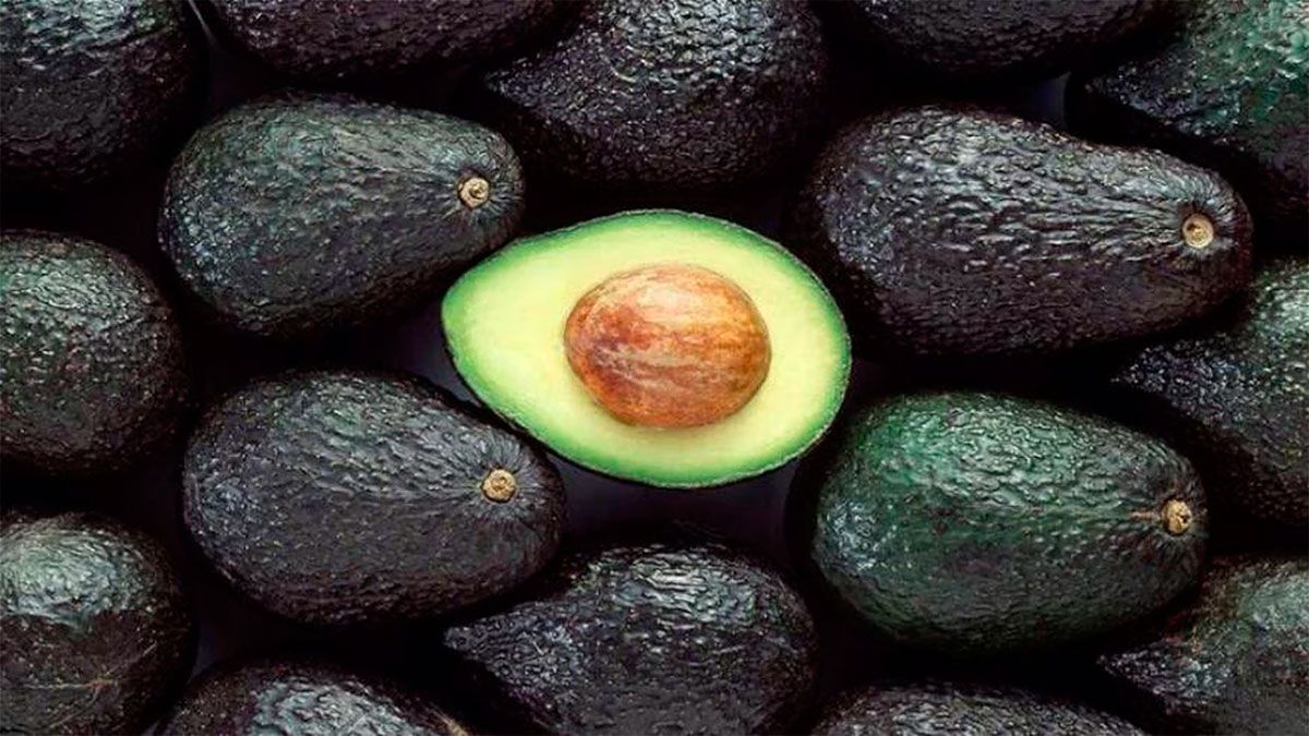 Cuáles son los beneficios para la salud de las semillas de palta y cómo ...