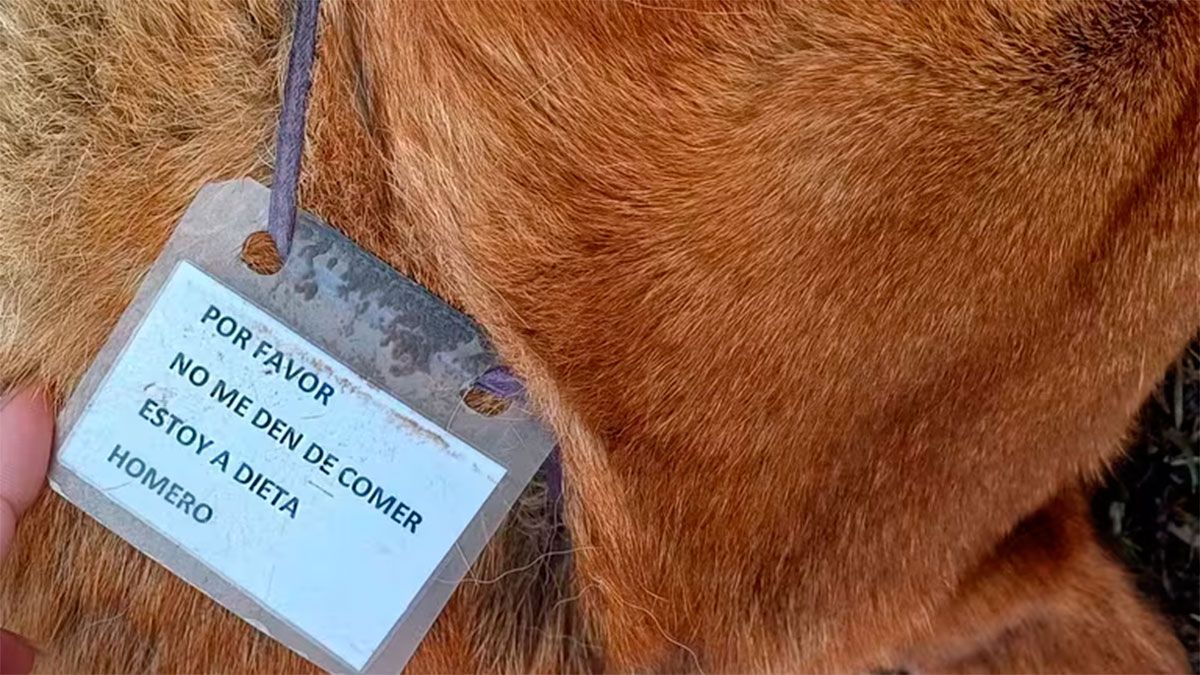 Se acercó a acariciar a un perro pero al ver el cartel que tenía ...