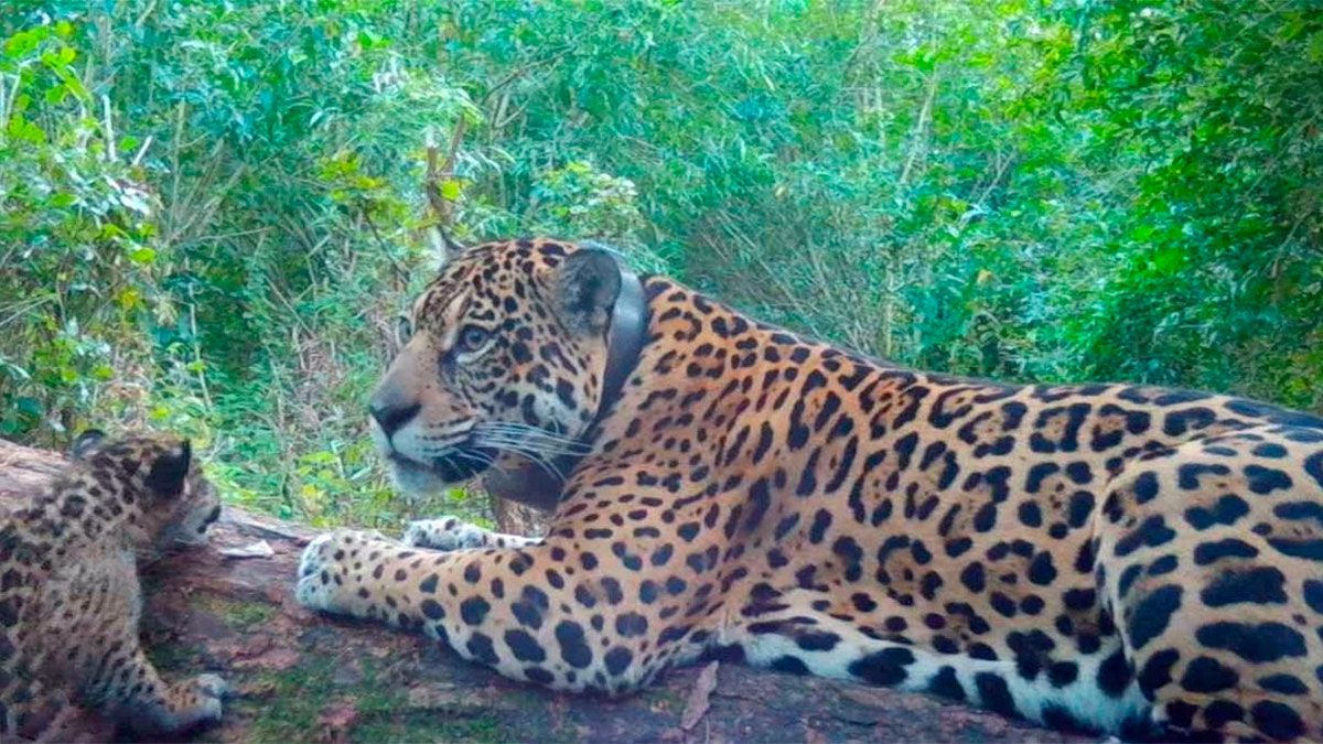 Efemérides del 3 de marzo: Día Mundial de la Vida Silvestre y otros ...