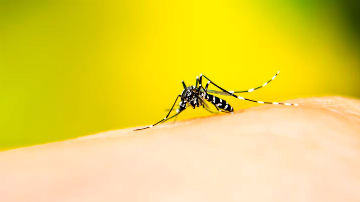 España confirma su primer caso autóctono de virus usutu: qué es y cómo ...