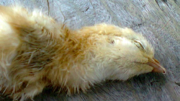 Asombro en Real Sayana por la aparición de un pollito con 3 patas ...