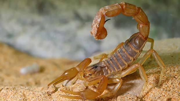 Qué hacer ante la proliferación de escorpiones - Diario Panorama